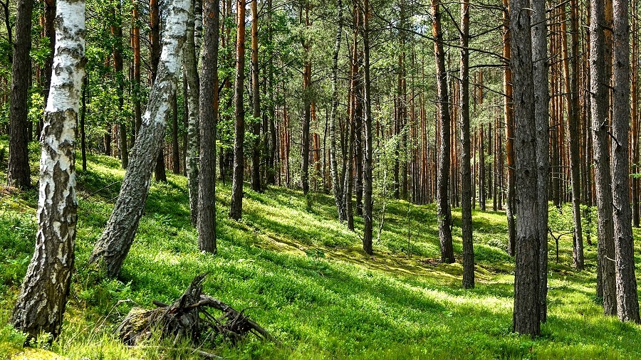 Polskie lasy (4K) - TwojaPogoda.pl