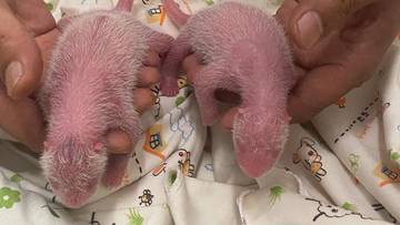 Hong Kong. Najstarsza panda debiutująca w roli mamy urodziła bliźniaki ...